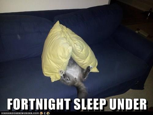 FORTNIGHT SLEEP UNDER - Lolcats - lol | cat memes | funny cats | funny ...
