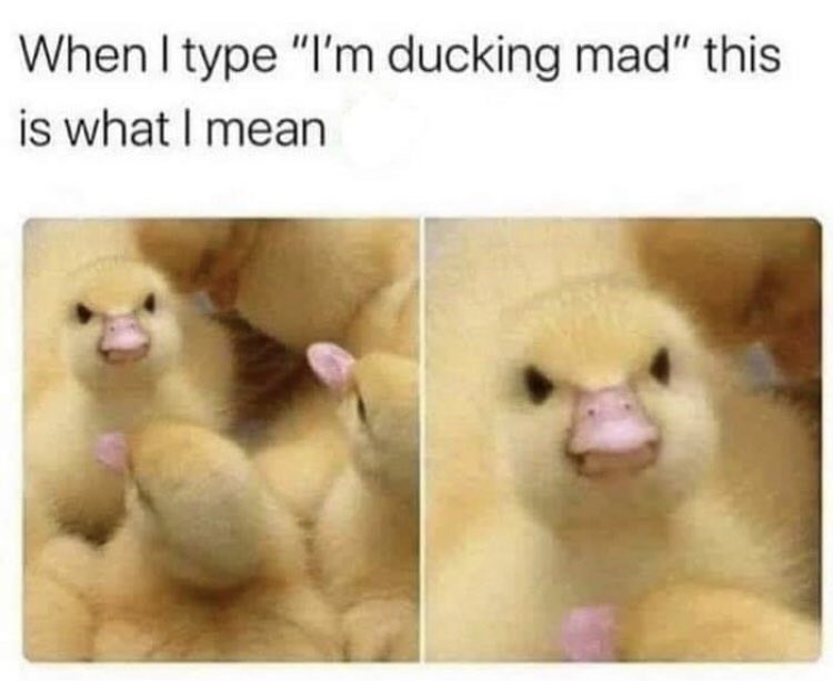 ducking angry - I Can Has Cheezburger?