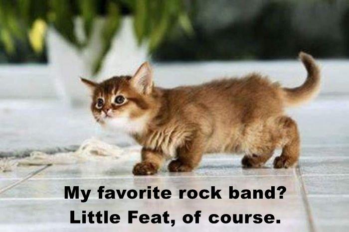 My favorite rock band? - Lolcats - lol | cat memes | funny cats | funny ...