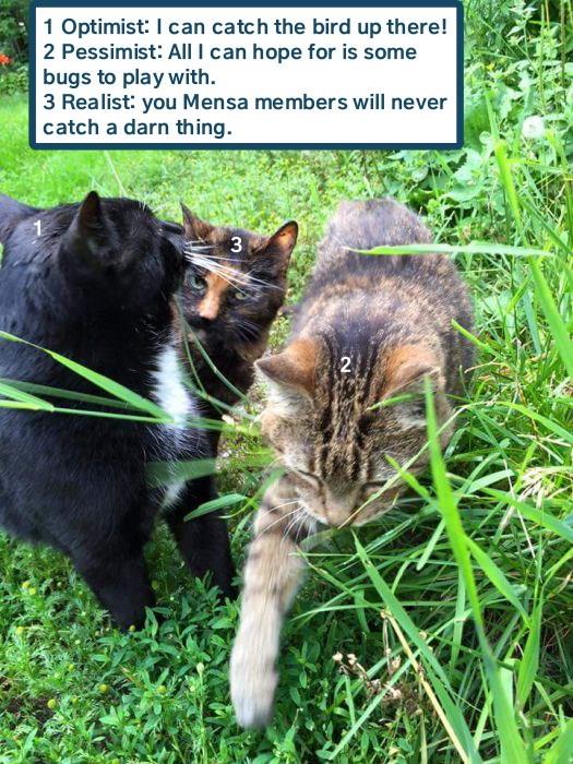 What is real? - Lolcats - lol | cat memes | funny cats | funny cat ...