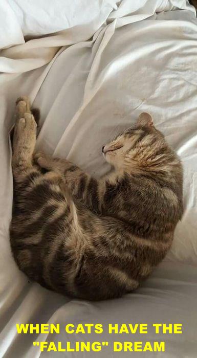 WHEN CATS HAVE THE "FALLING" DREAM - Lolcats - lol | cat memes | funny ...