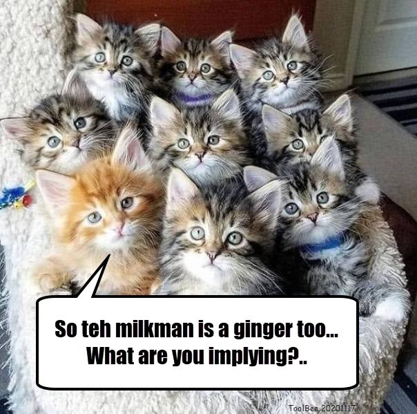 Why Would You? - Lolcats - lol | cat memes | funny cats | funny cat ...