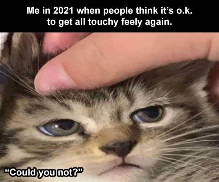 2020 - Lolcats - lol | cat memes | funny cats | funny cat pictures with ...