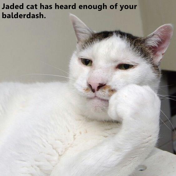 Jaded cat has heard enough of your balderdash. - Lolcats - lol | cat ...