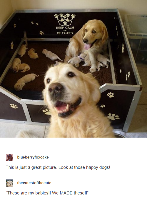 happy dogs - I Can Has Cheezburger?