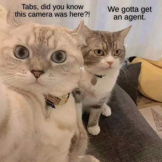 No free kitty modeling - Lolcats - lol | cat memes | funny cats | funny ...