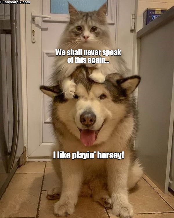 Silence is bliss - Lolcats - lol | cat memes | funny cats | funny cat ...