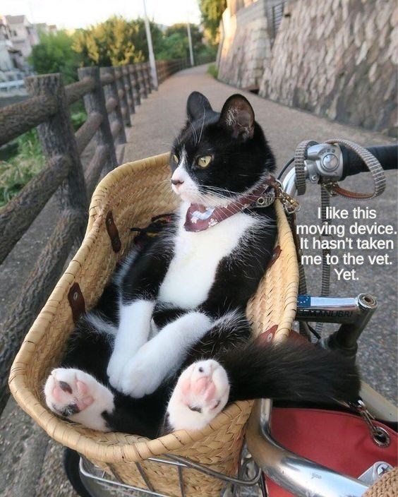 Bike > car, kitteh says - Lolcats - lol | cat memes | funny cats ...