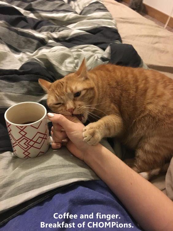 Breakfast of CHOMPions. - Lolcats - lol | cat memes | funny cats ...