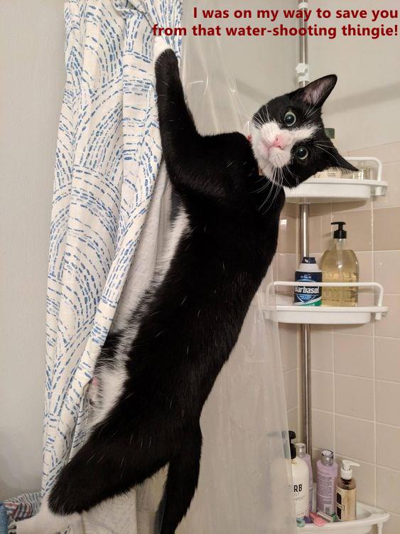 On my way to save you - Lolcats - lol | cat memes | funny cats | funny ...