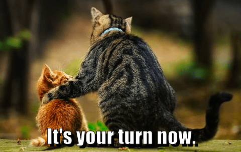 It's your turn now. - Lolcats - lol | cat memes | funny cats | funny ...