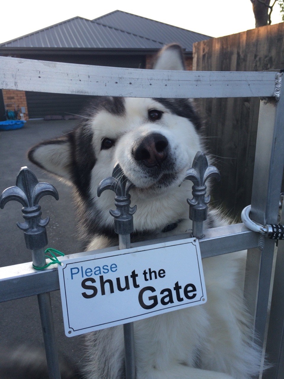 ...open the gate - I Can Has Cheezburger?