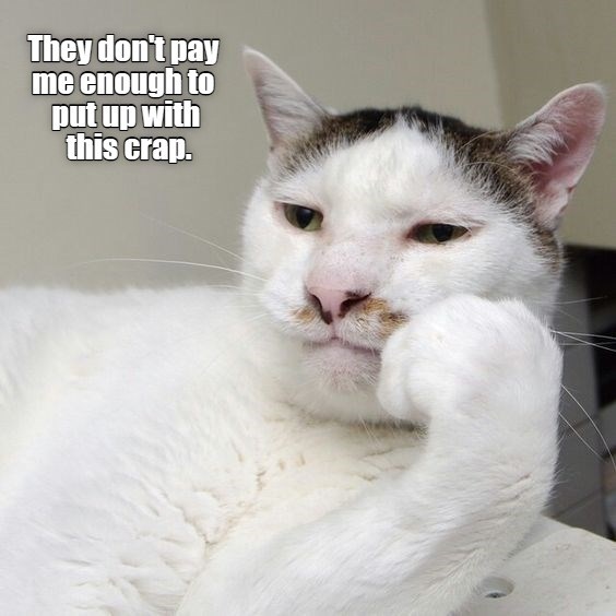 They don't pay me enough - Lolcats - lol | cat memes | funny cats ...