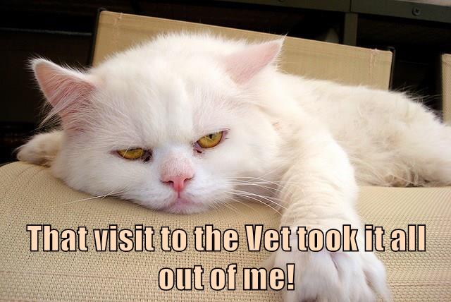 That visit to the Vet took it all out of me! - Lolcats - lol | cat ...