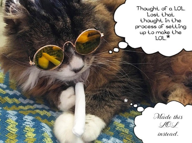 POOF - Lolcats - lol | cat memes | funny cats | funny cat pictures with ...