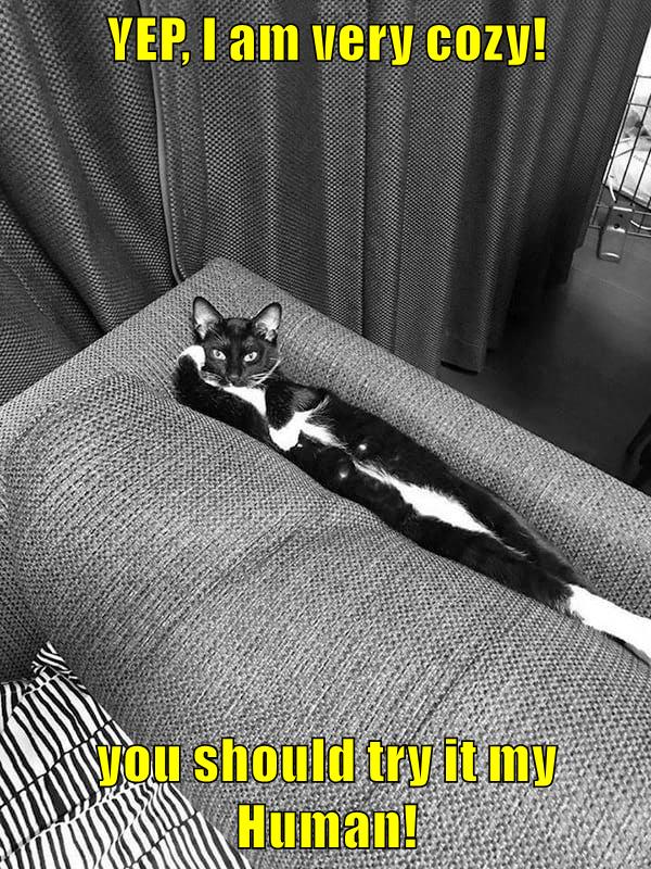 YEP, I am very cozy! you should try it my Human! - Lolcats - lol | cat ...