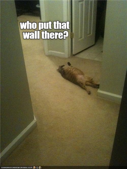 who put that wall there? - Lolcats - lol | cat memes | funny cats ...