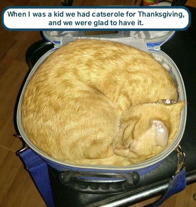 Lean times - Lolcats - lol | cat memes | funny cats | funny cat ...