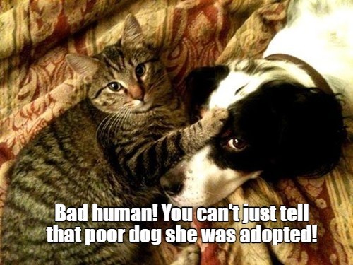 You hurt her feelings! - Lolcats - lol | cat memes | funny cats | funny ...