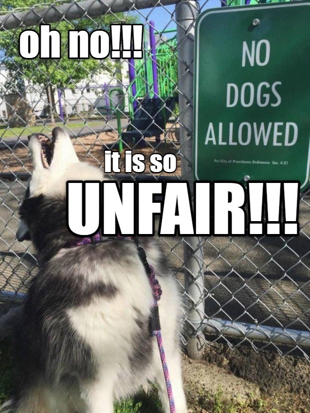 So unfair! - I Has A Hotdog - Dog Pictures - Funny pictures of dogs ...