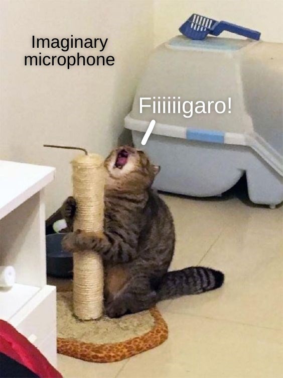 Imaginary microphone - Lolcats - lol | cat memes | funny cats | funny ...
