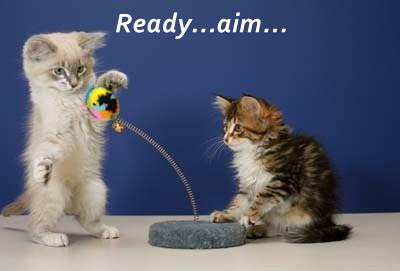 Ready...aim... - Lolcats - lol | cat memes | funny cats | funny cat ...