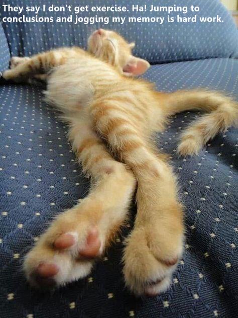 Ha! - Lolcats - lol | cat memes | funny cats | funny cat pictures with ...