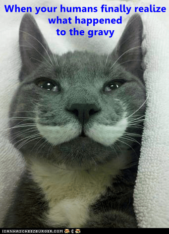 When your humans finally realize - Lolcats - lol | cat memes | funny ...