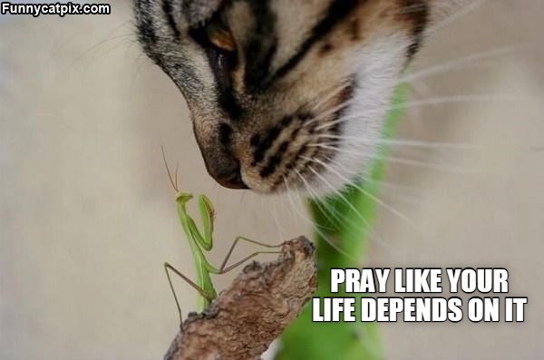 Pray - Lolcats - lol | cat memes | funny cats | funny cat pictures with ...