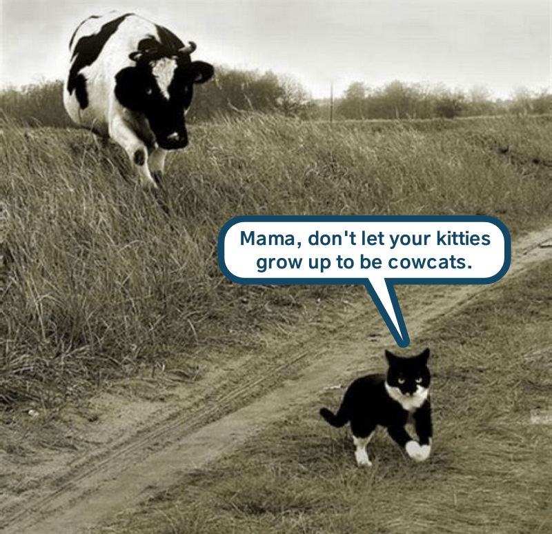 Could be an HISStoric mistake - Lolcats - lol | cat memes | funny cats ...