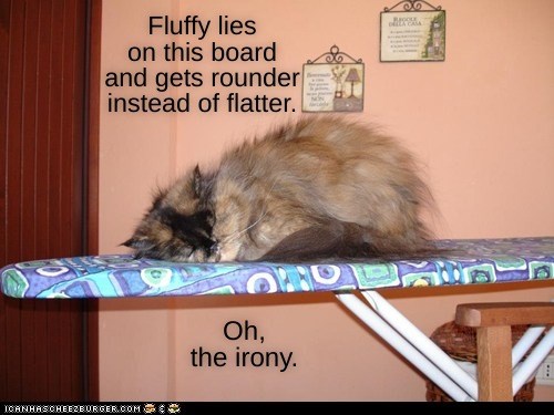 She missed the irony - Lolcats - lol | cat memes | funny cats | funny ...