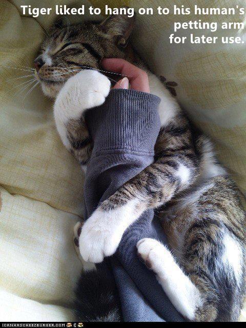 For later use. - Lolcats - lol | cat memes | funny cats | funny cat ...