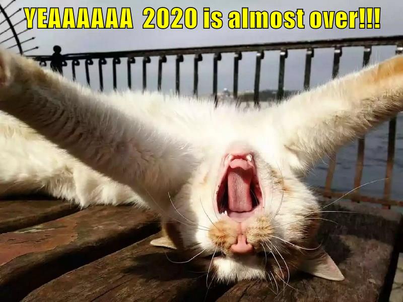 YEAAAAAA 2020 is almost over!!! - Lolcats - lol | cat memes | funny ...