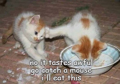 I'll eat this so you don't have to - Lolcats - lol | cat memes | funny ...