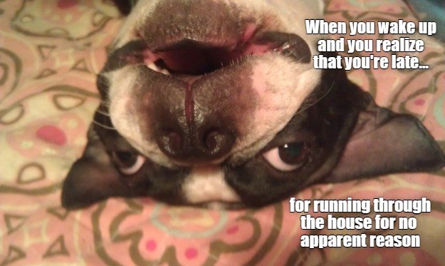 Oh No...I'm Late - I Has A Hotdog - Dog Pictures - Funny pictures of ...