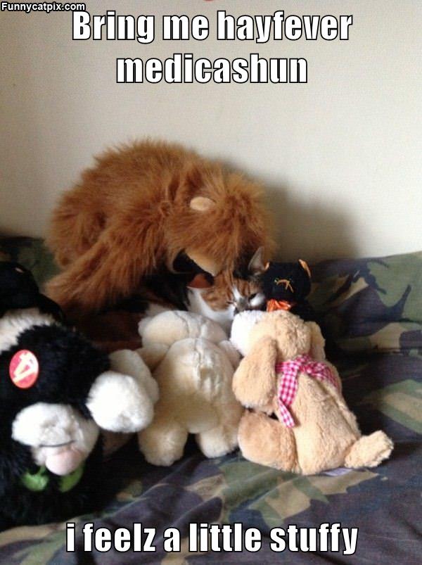 Stuffy - Lolcats - lol | cat memes | funny cats | funny cat pictures ...