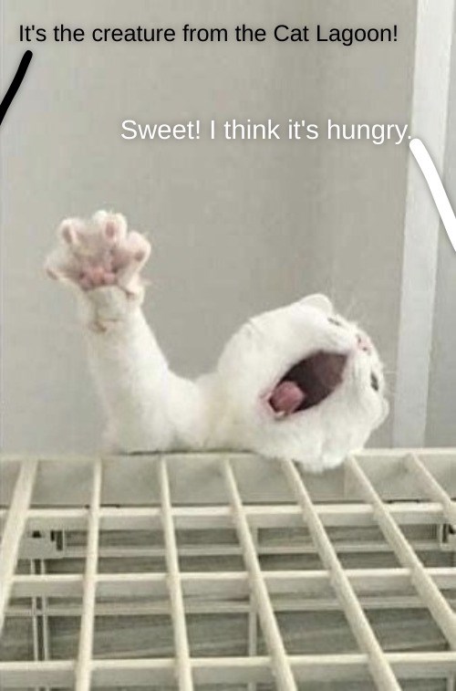 It's the creature from the Cat Lagoon! - Lolcats - lol | cat memes ...
