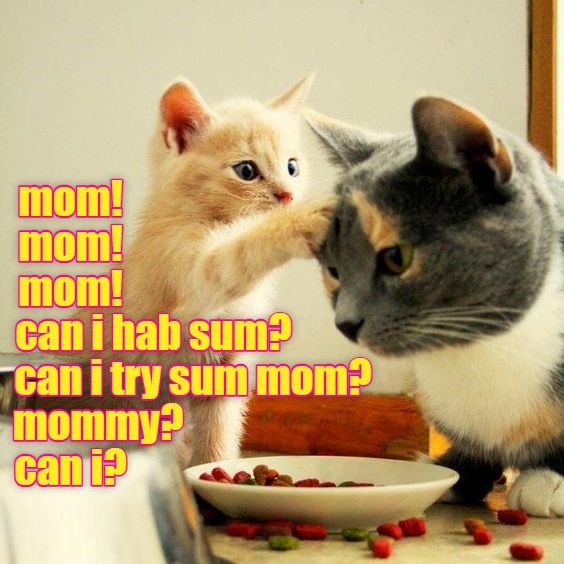 mom! mom! mom! - Lolcats - lol | cat memes | funny cats | funny cat ...