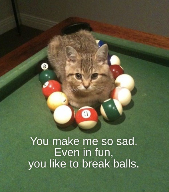 In a "pool," no less - Lolcats - lol | cat memes | funny cats | funny ...