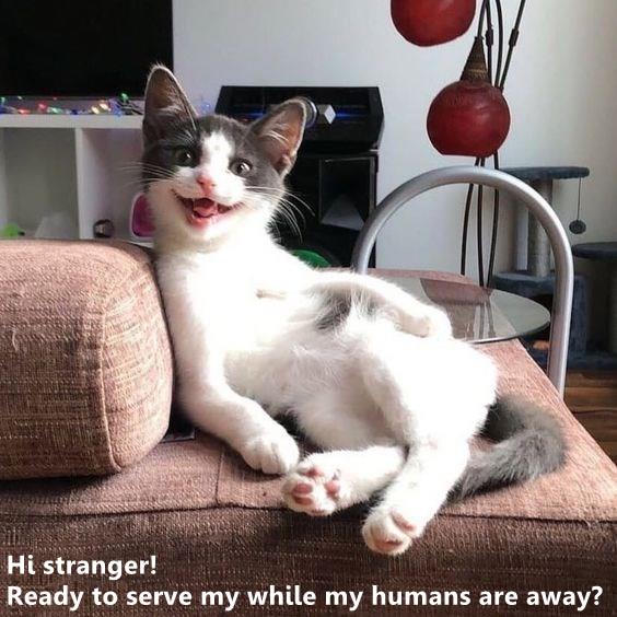 Hi - Lolcats - lol | cat memes | funny cats | funny cat pictures with ...