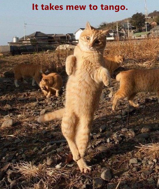 It takes mew to tango. - Lolcats - lol | cat memes | funny cats | funny ...