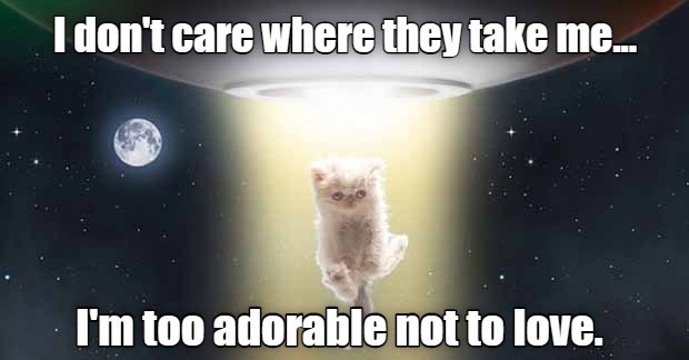 True, that. - Lolcats - lol | cat memes | funny cats | funny cat ...