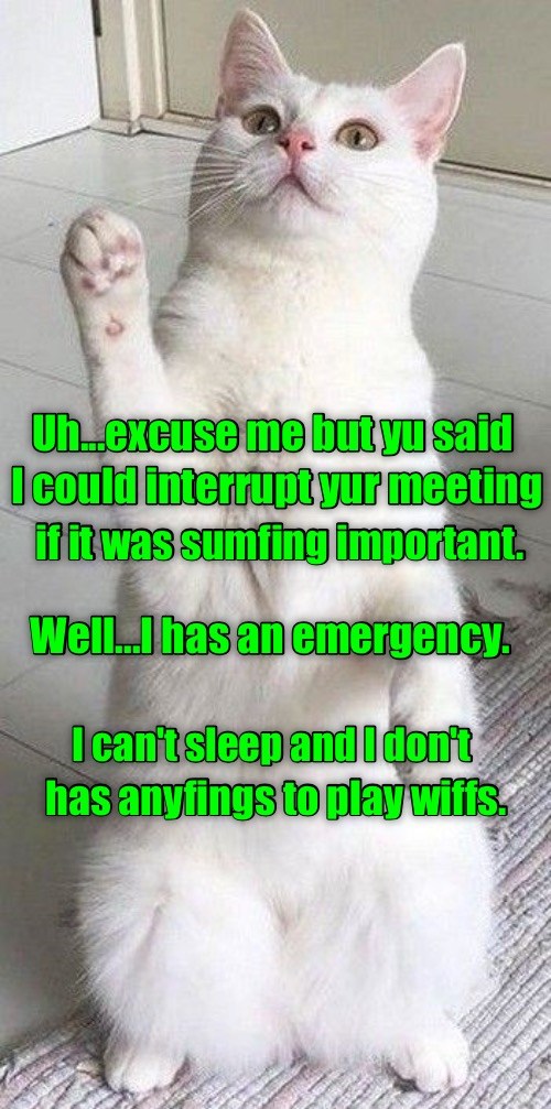 I need help...STAT! - Lolcats - lol | cat memes | funny cats | funny ...