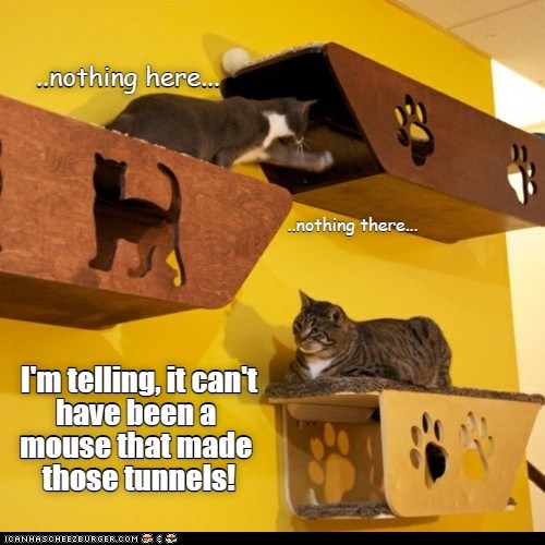those aren't mouse paw prints - Lolcats - lol | cat memes | funny cats ...