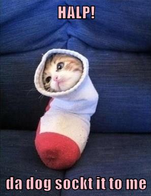 HALP! - Lolcats - lol | cat memes | funny cats | funny cat pictures ...