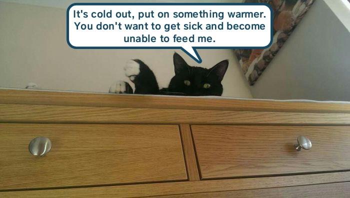 "Concerned" cat - Lolcats - lol | cat memes | funny cats | funny cat ...