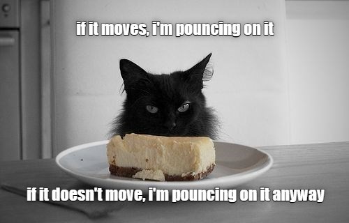 It's a win-win situation - Lolcats - lol | cat memes | funny cats ...