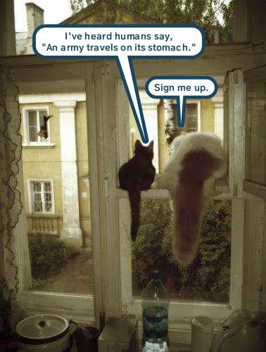 "Be...all that you can eat..." - Lolcats - lol | cat memes | funny cats ...