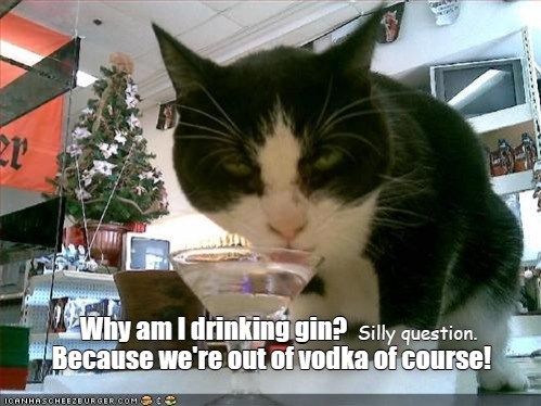 Silly question - Lolcats - lol | cat memes | funny cats | funny cat ...