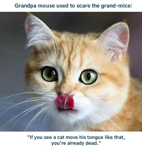 Terror tale - Lolcats - lol | cat memes | funny cats | funny cat ...